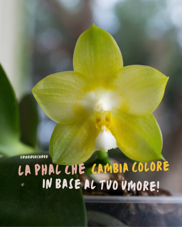 Orchidee fiori e colori: luce e temperature possono alterare i colori ...